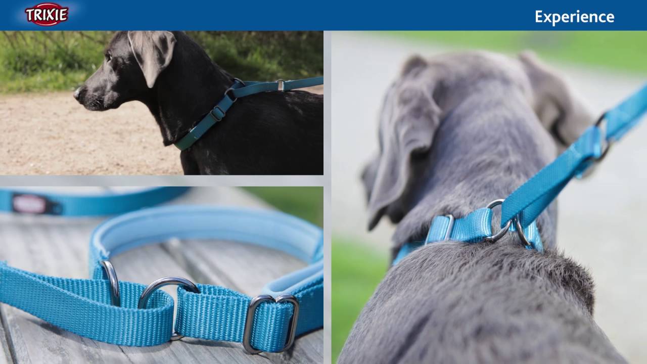 Colección Experience de Trixie - YouTube