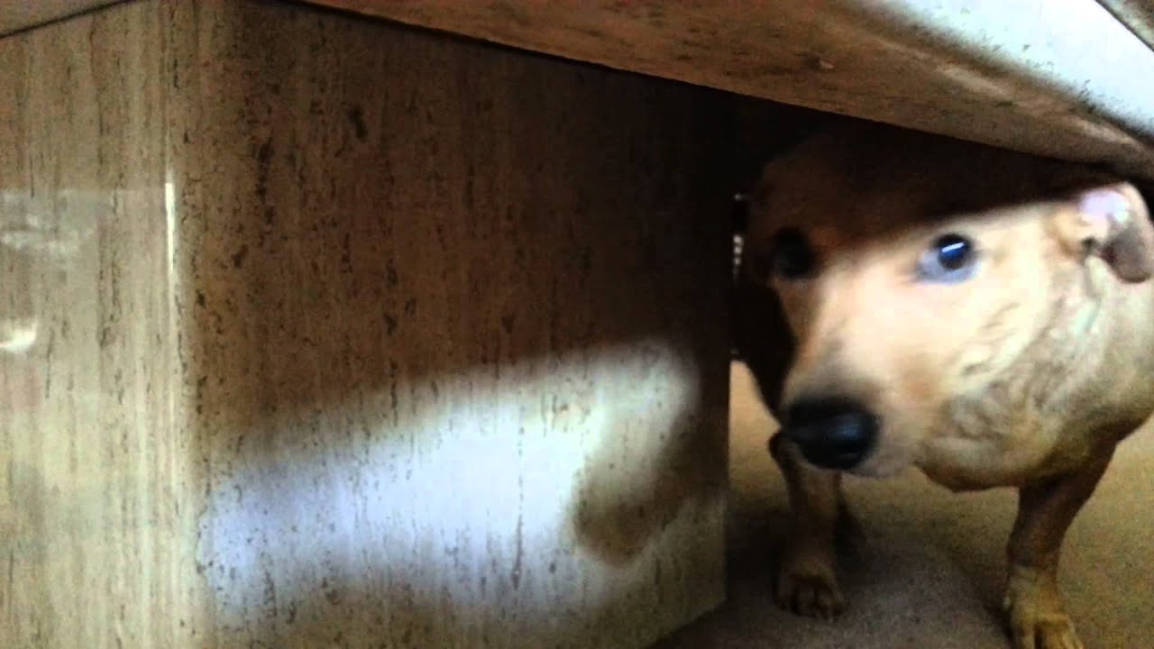 Stoner dog - YouTube