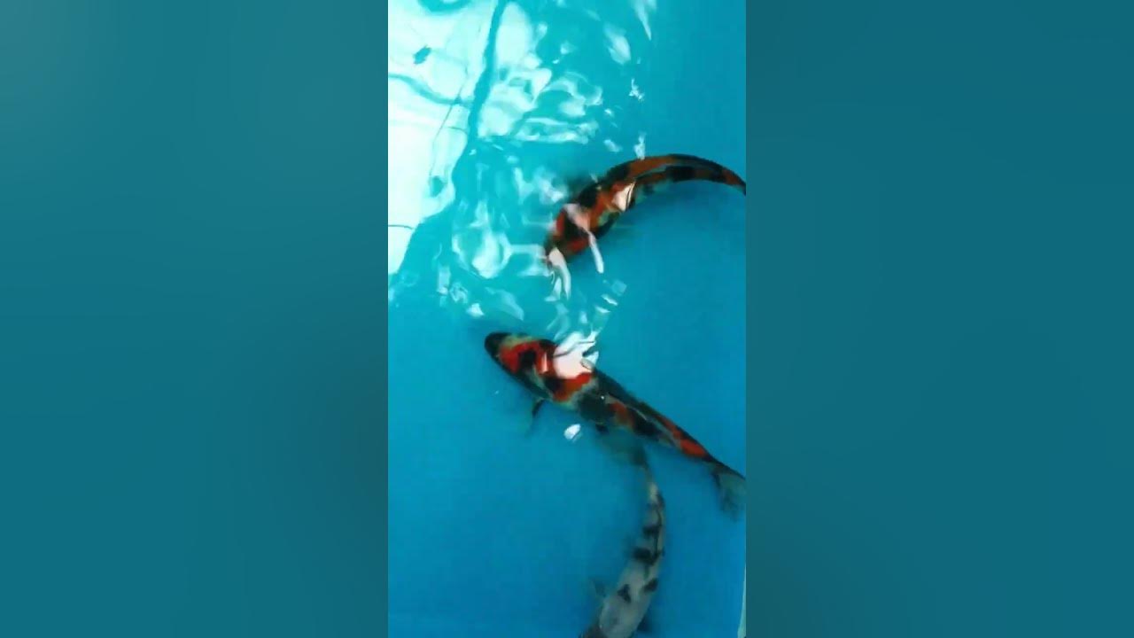 IMG 2405 YouTube img-2405-youtube