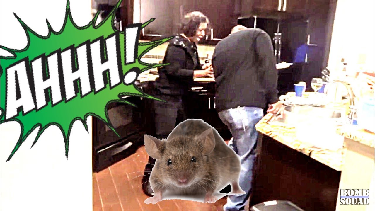 MEET RIZZO THE RAT!!! (PRANK) - YouTube
