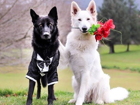 Ham Talent: Nunta intre catei!!! (Ciobanesti Elvetieni) - YouTube