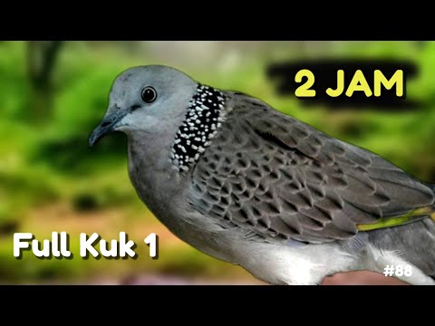 Tekukur Bunyi Kuk 1 Full Durasi 2 Jam Cocok Sebagai Pikat