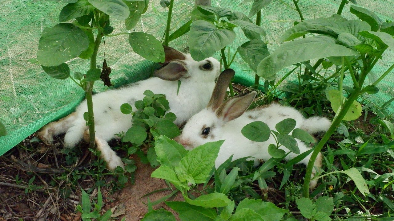 Collections rabbits videos in fields grass 2020 # 02 - YouTube