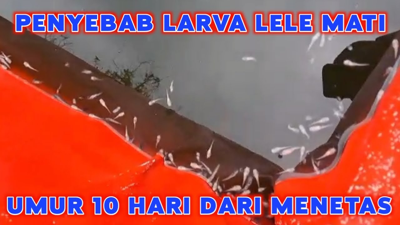 Penyebab Larva Lele MATI umur 10 hari dari menetas - YouTube