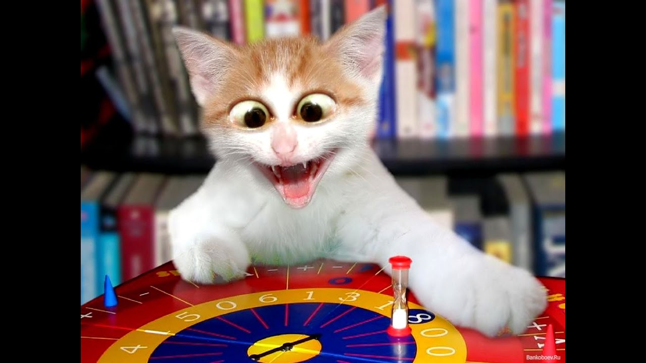 Try Not To Laugh - Meow Meow Edition - YouTube