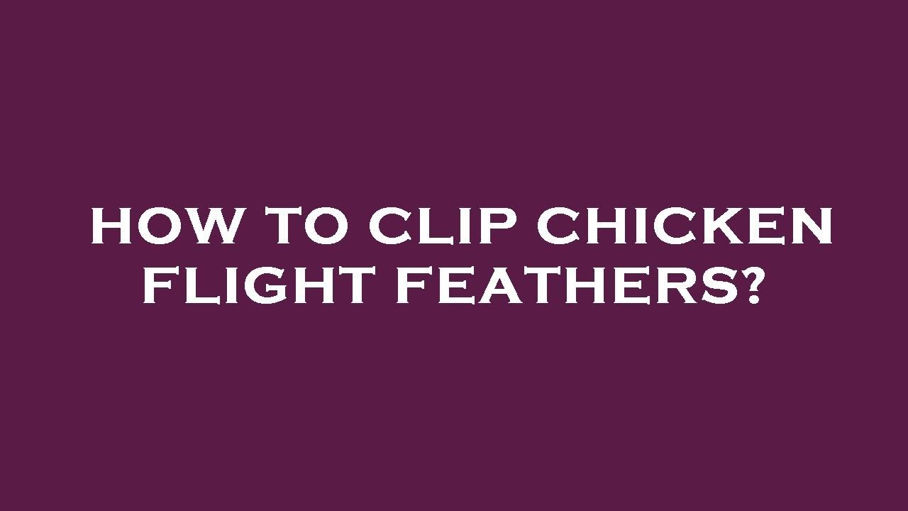 How to clip chicken flight feathers? - YouTube