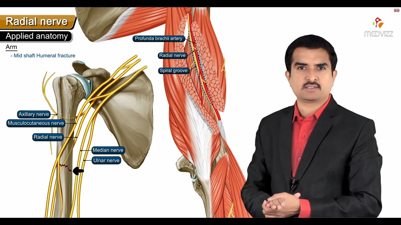 Radial nerve Anatomy USMLE Origin, Course, innervation, Saturday night ...