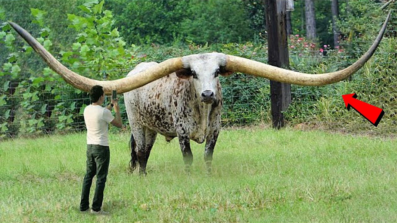 दुनिया की सबसे हैरतंगेज गाय जिसे देख वैज्ञानिको के उड़े होश | Most ...