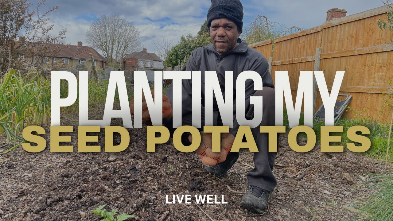 Planting my seed potatoes in my UK allotment | Live Well - YouTube