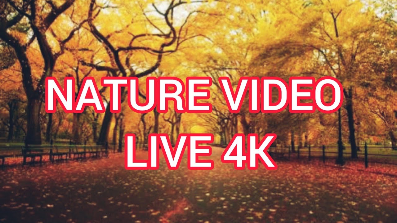 Nature video 4k & background live wallpaper 🌿🍃#4kvideo#livevideo#Nature ...