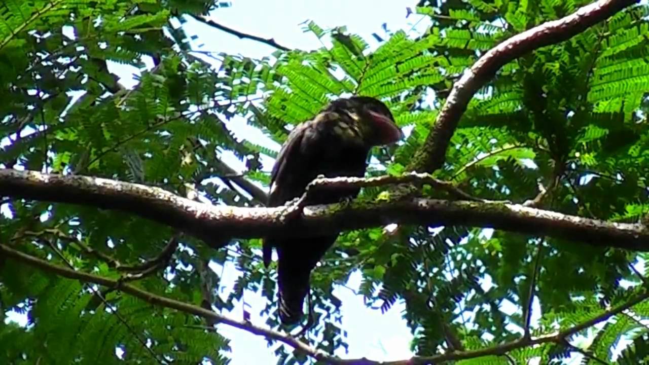 Broadbill, Dusky-male - Corydon sumatranus - YouTube