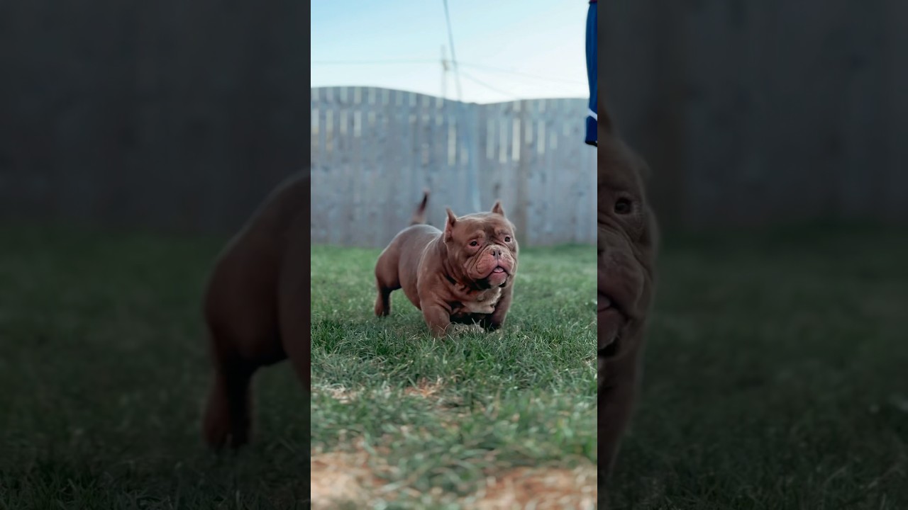 Chocolate micro bully boy goes by the name WILD BILL #microexoticbully ...