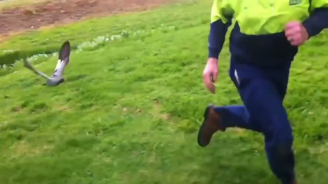 When Ducks Attack #Duck #memes - YouTube