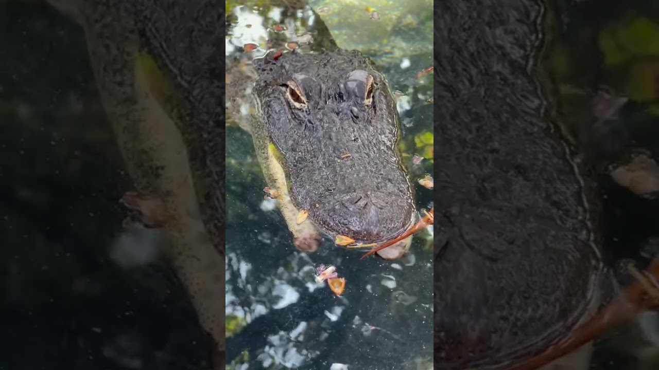 More on the rescued broken jaw gator! From fighting another gator # ...