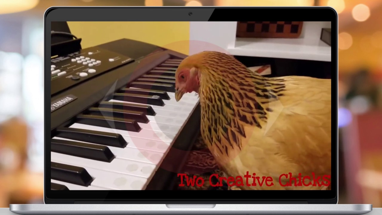 Chicken Playing on Keyboard Piano - YouTube