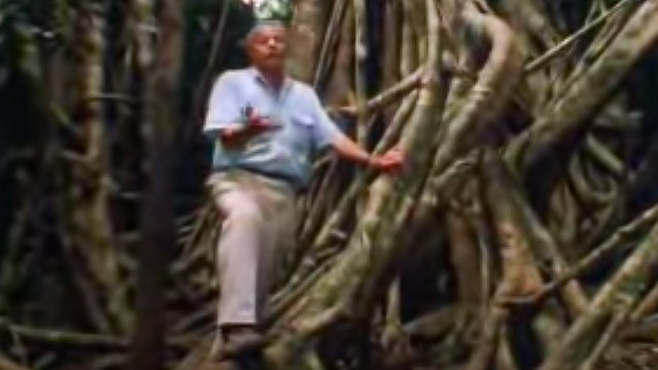 Amazing Strangler Fig Adaptations Tree Blog II: The Strangler Fig