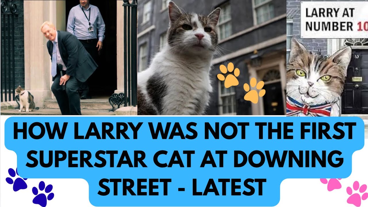 HOW LARRY THE CAT WAS NOT THE FIRST DOWNING ST STAR #history #culture # ...