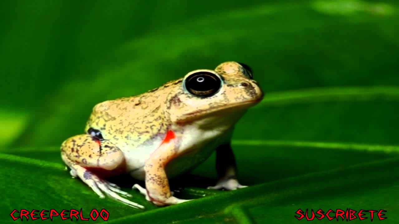 HISTORIAS DE TERROR - El Sapito - YouTube