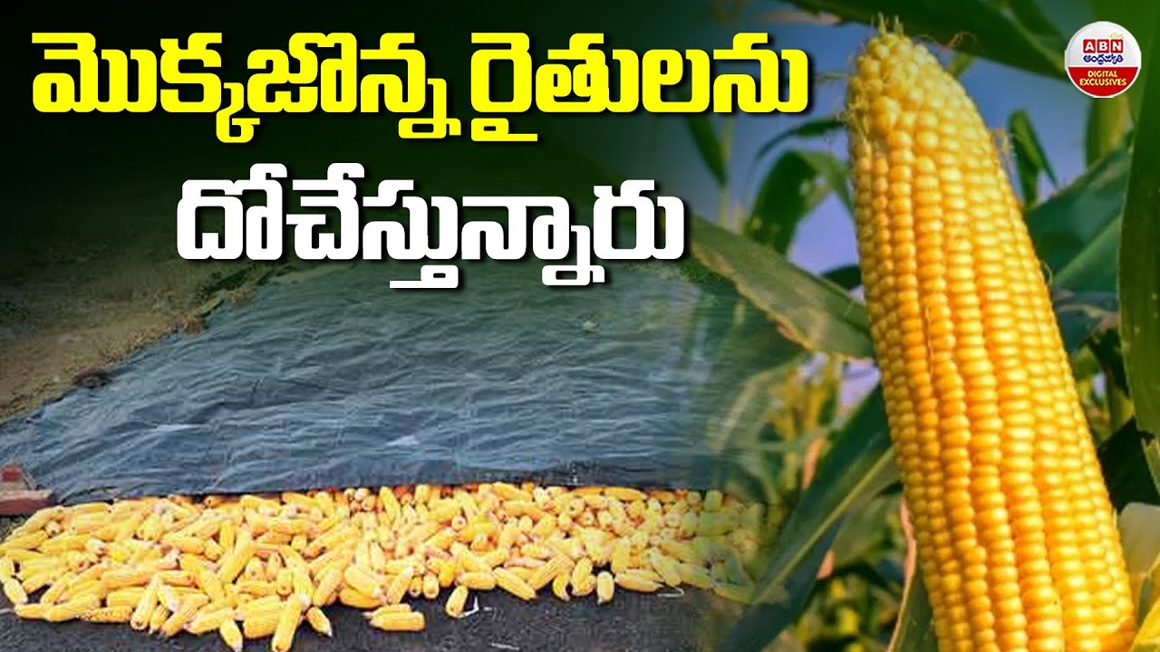 మొక్కజొన్న రైతులను దోచేస్తున్నారు..| Vertical exploitation of corn ...