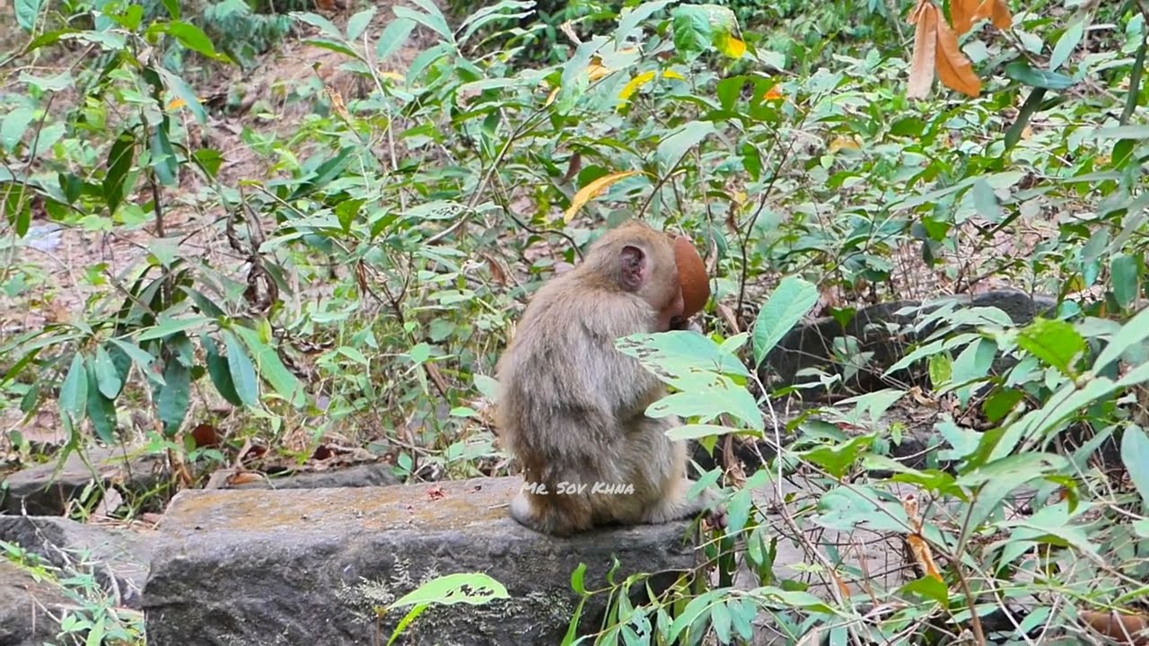 What's a powerful RB !!She chase monkey Luay run away & She almost drop ...