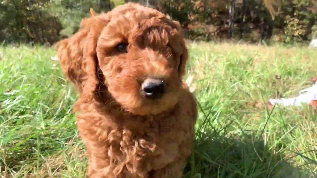 Doodle Field Playtime - YouTube