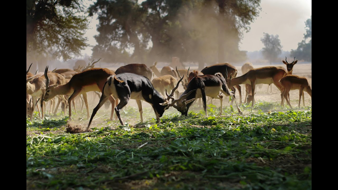 All Antelope Species - YouTube