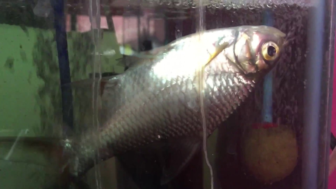 tinfoil barb fish swim bladder disease - YouTube