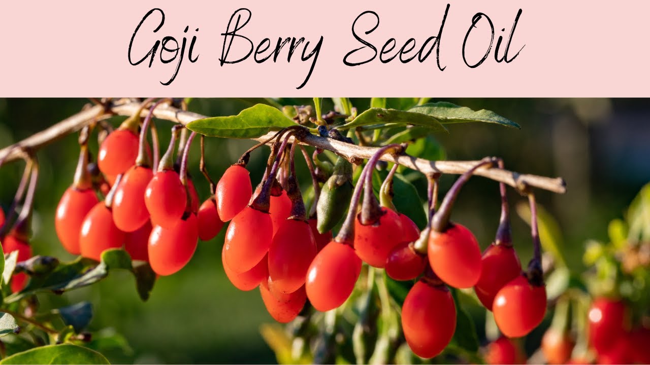 Goji Berry Seed Carrier Oil, INCI: Lycium Barbarum Seed Oil. Anti ...
