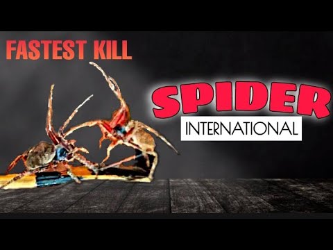 Amazing Spider: Fastest kill Gagamba International (kaka fighting) s2 ...