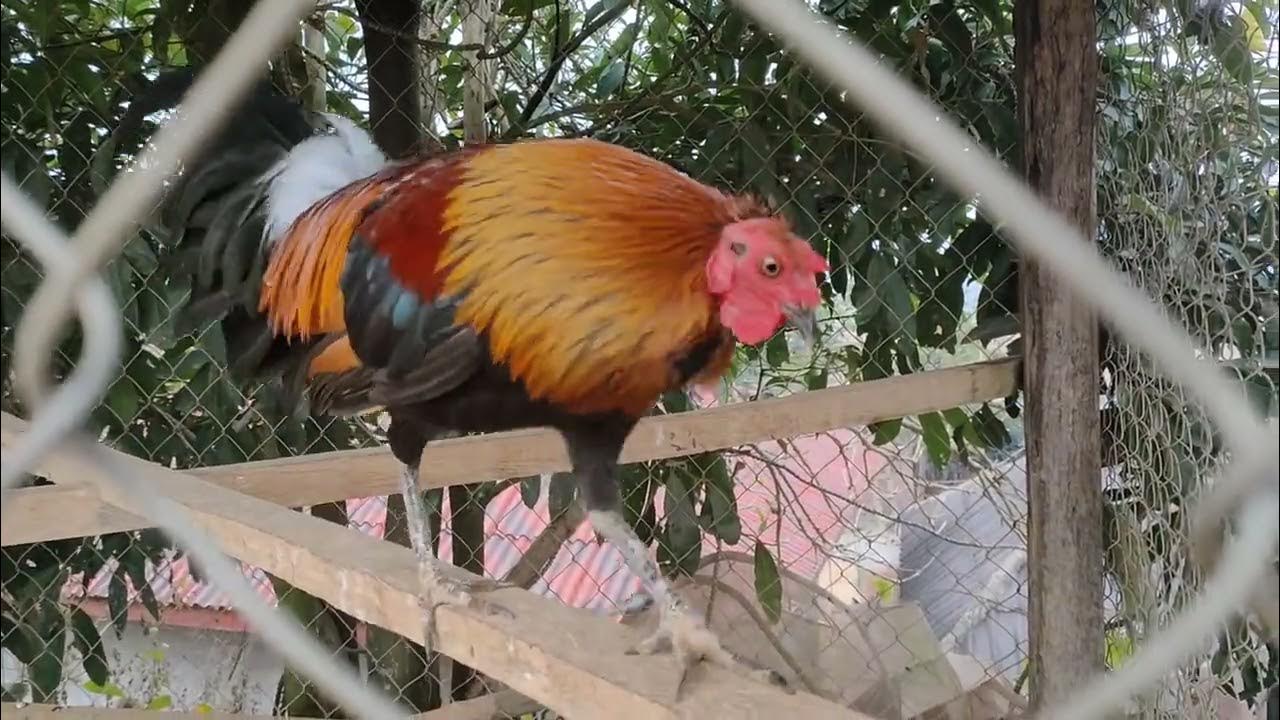 Qaib Qus 100% - YouTube