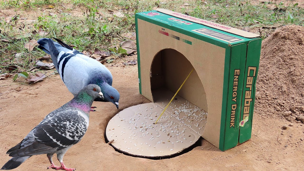 Creative pigeon bird trap Using Flat Paper | Easy Unique Underground ...