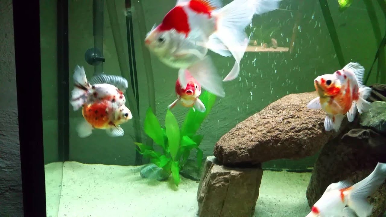 Tamasaba and Ryukin Goldfishes Tank Update - YouTube
