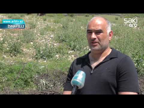 Zebt olunmush orush saheleri kendlilerin ixtiyarina verildi