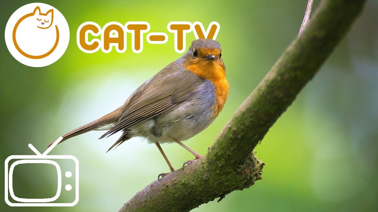 🔴Cat Entertainment Videos - Relax Your Cat NOW! - YouTube