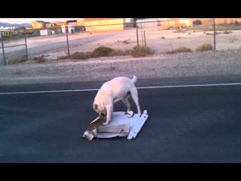 Dumb Labrador... - YouTube