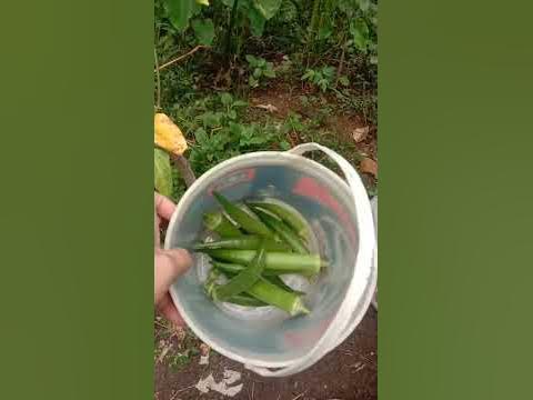 Harvest tayo ng Gulay sa Garden,,🥦🌱🌿 - YouTube