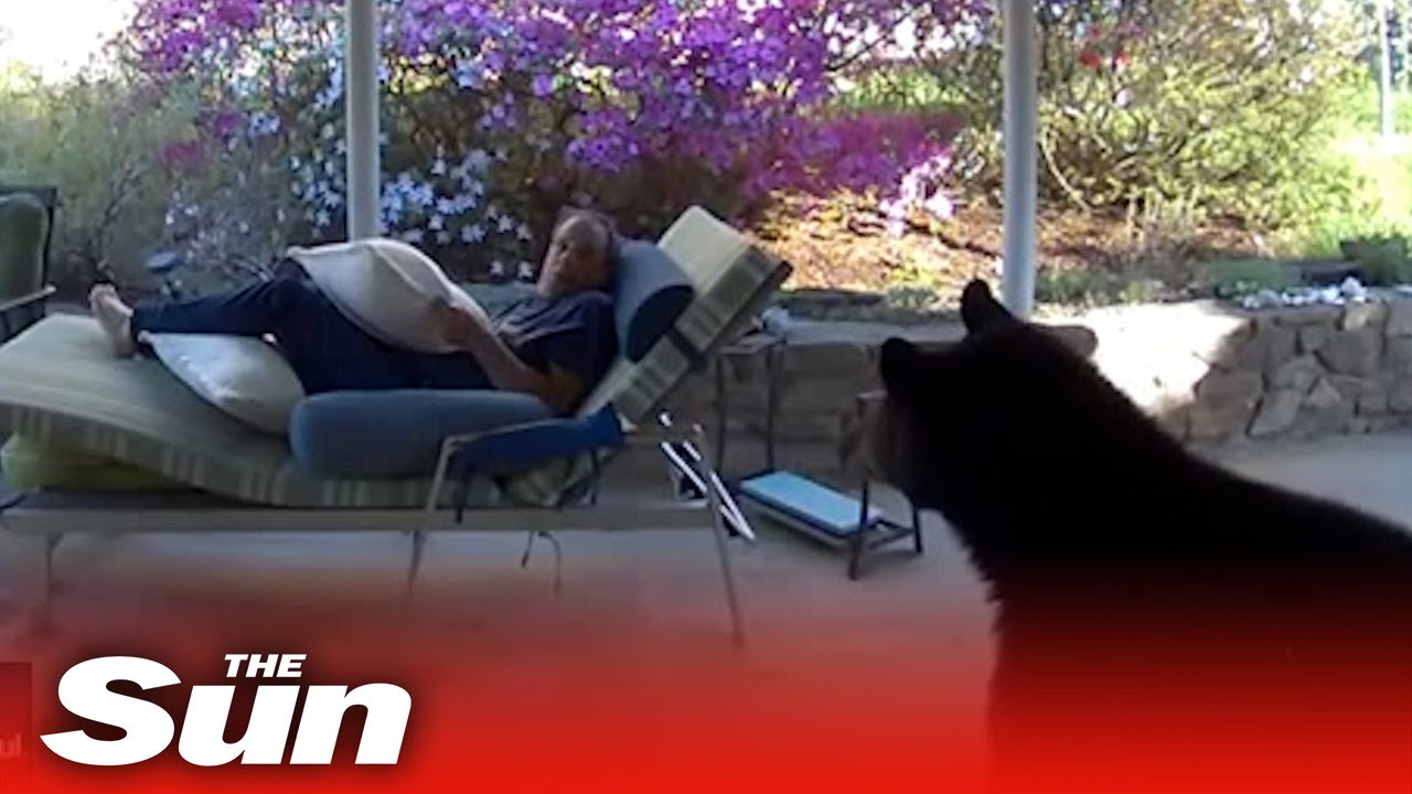 Man jumps out of his skin after being surprised by BEAR in his yard ...