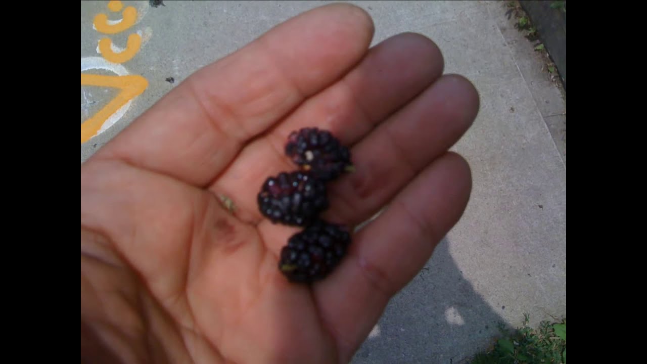 How to Grow a Mulberry Tree from Seeds - YouTube