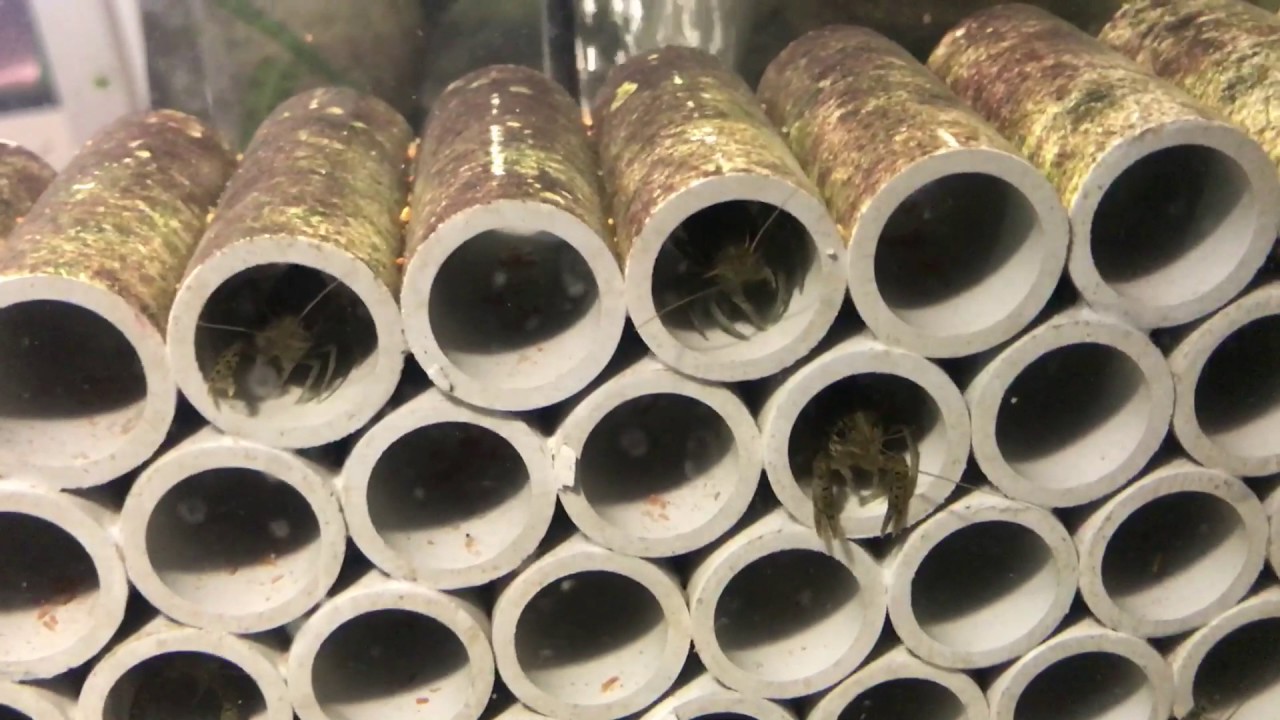 Marmorkreb update may 2017. Self Cloning Crayfish. Marbled Crayfish ...