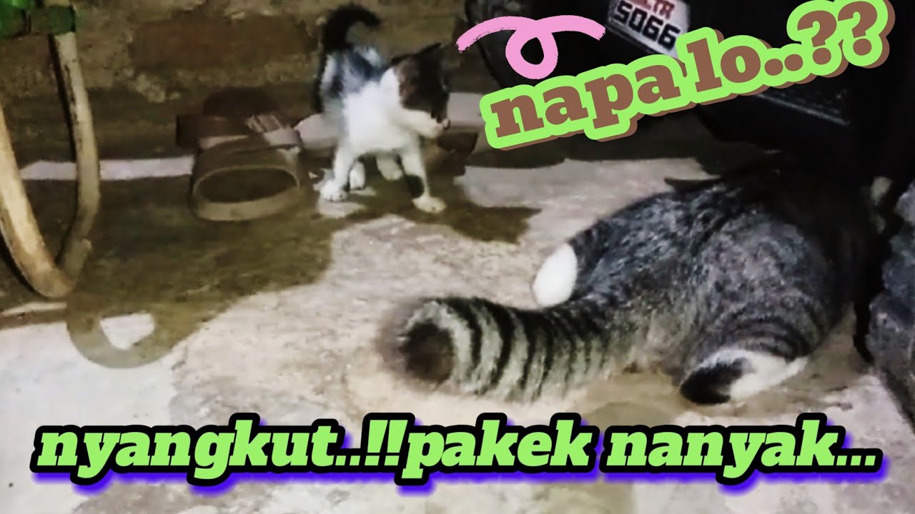 KUCING LUCU GEMOY BERMAIN DENGAN ADIKNYA FUNNY CATS - YouTube