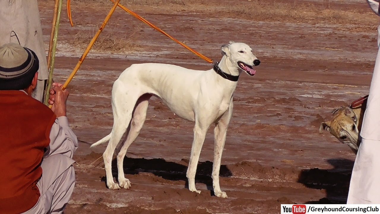 white greyhound tazi dog video - YouTube