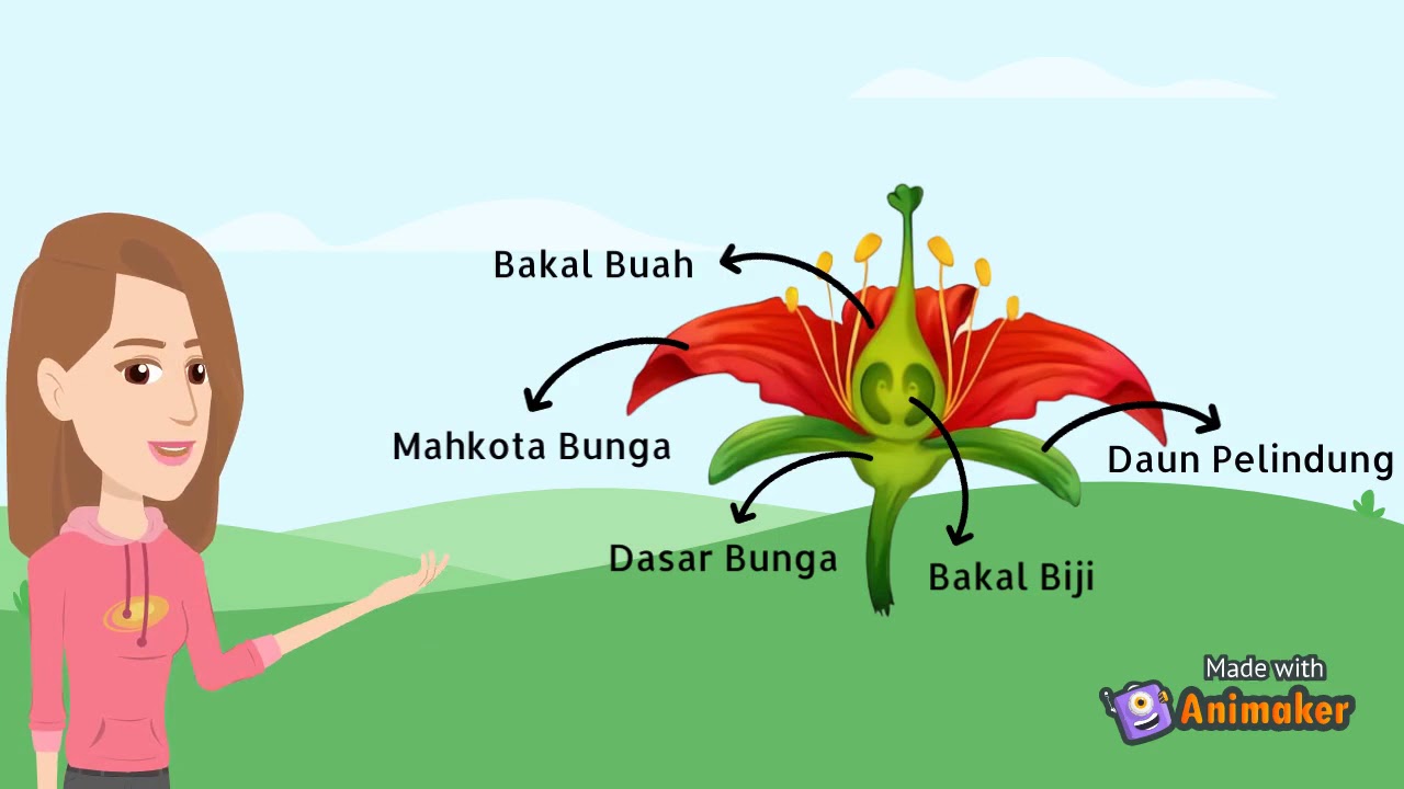 Morfologi Bunga - Struktur dan Pengelompokan Bunga - YouTube