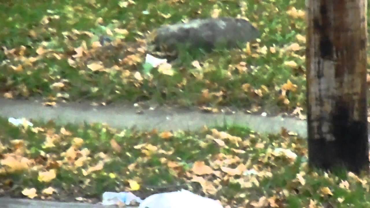 Illegally dumped trash griffin avenue - YouTube