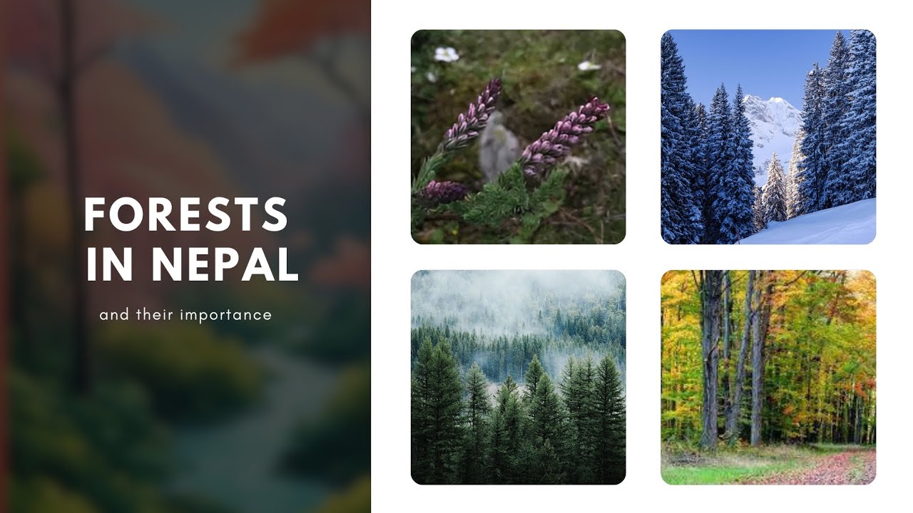 Forests In Nepal | Zones Division | Importance of Forests | - YouTube
