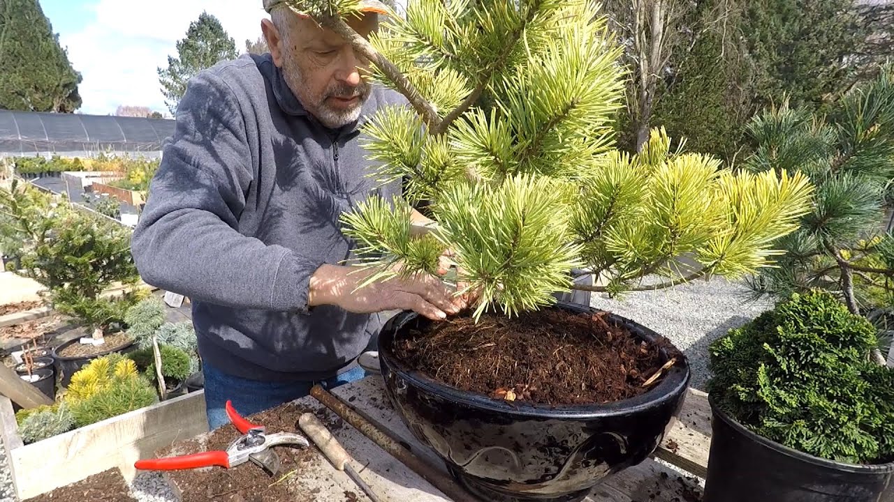 Planting Conifers in Pots | Dwarf Conifer Container Gardening - YouTube