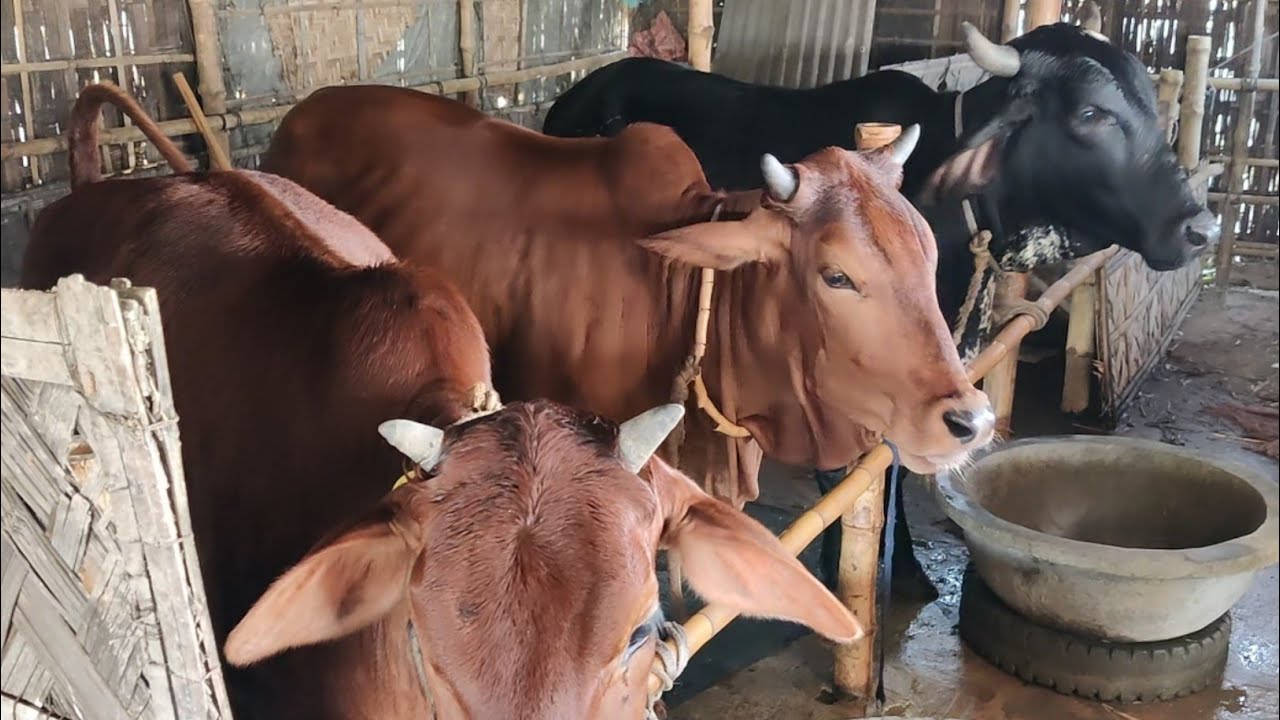 Ep-04,Modern Cow Dairy Farming - Cow milking In Bangladesh@রিফাত ডেইরি ...