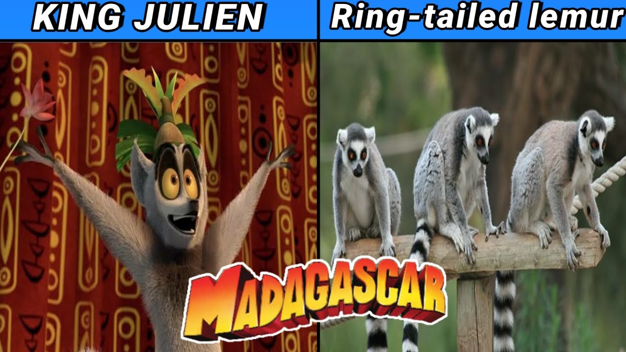 Madagascar Animals In Real Life - Madagascar vida real - YouTube
