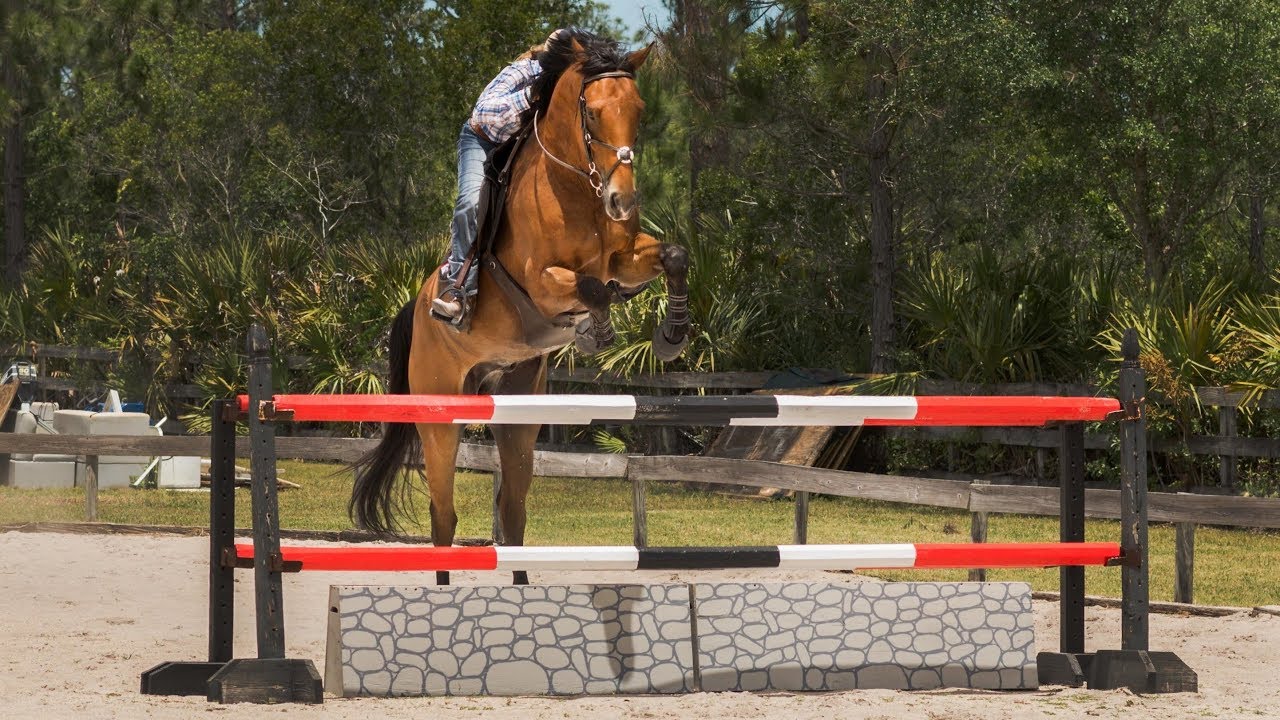 Top Equine Pro - Foster - YouTube