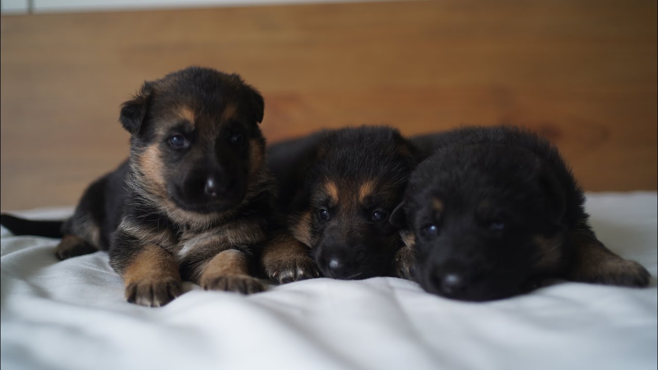 4 week old German Shepherd PUPPIES. Midday cuddles - YouTube