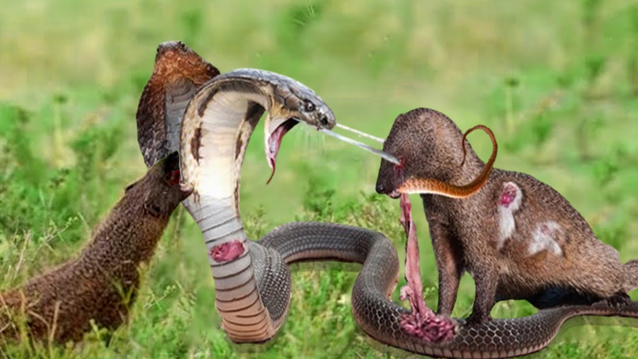 Mongoose's Ultimate Reflexes! The King Cobra Died Miserably When ...